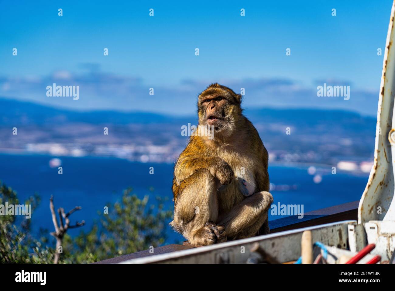 Close up of a wild macaque or Gibraltar monkey, one of the most famous ...