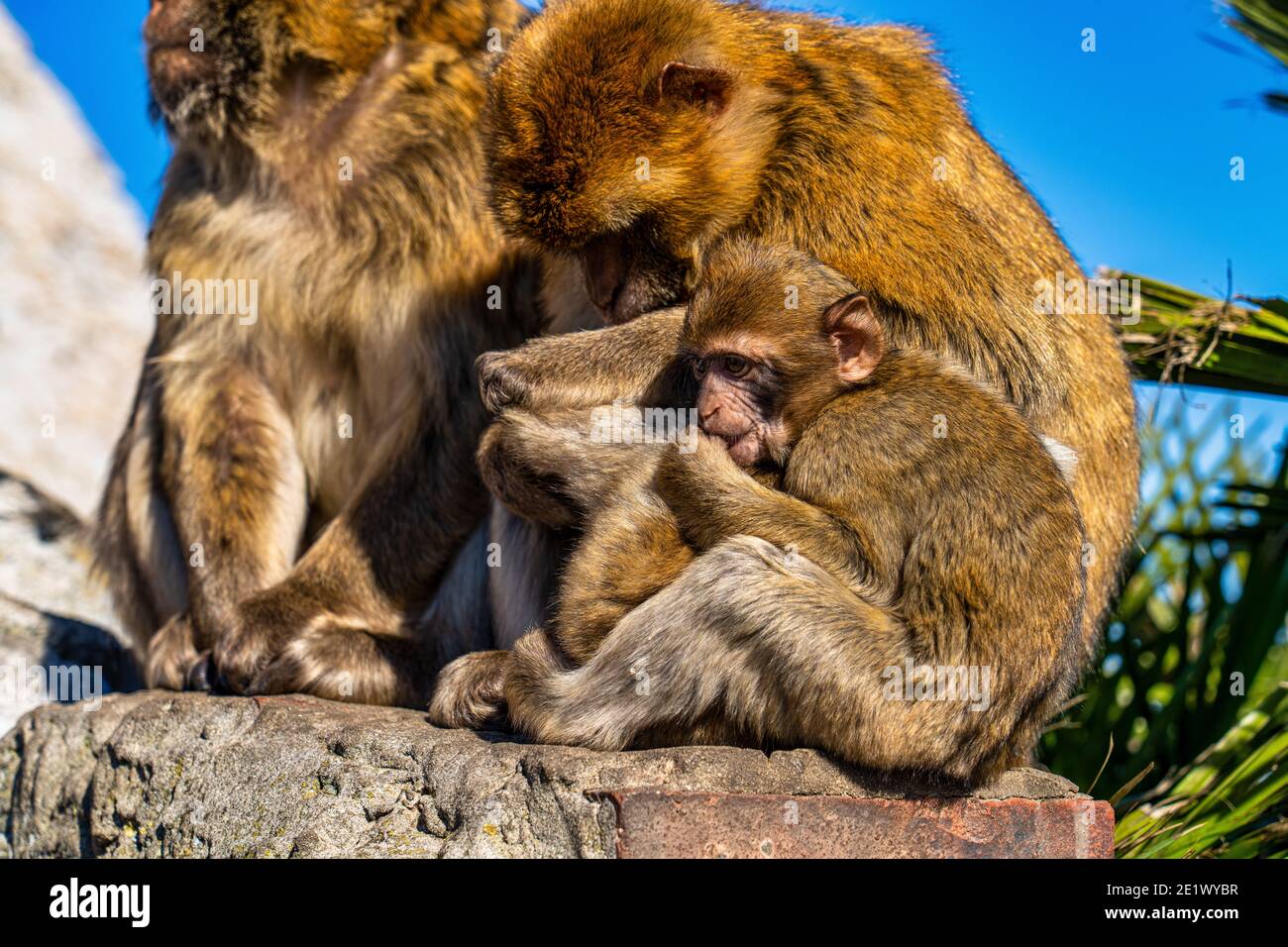 Close up of a wild macaque or Gibraltar monkey, one of the most famous ...