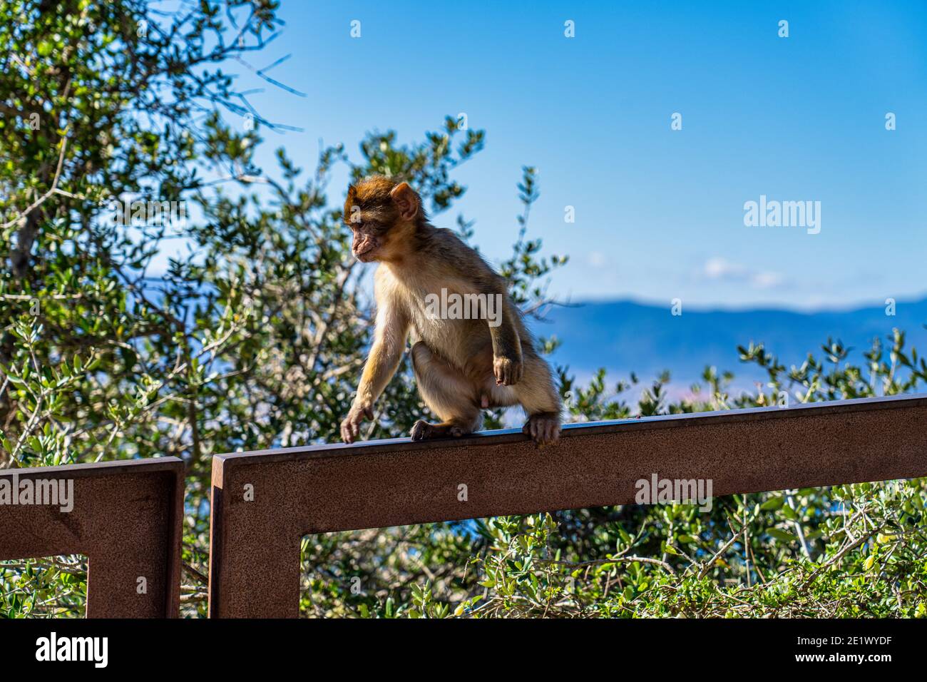 Close up of a wild macaque or Gibraltar monkey, one of the most famous ...