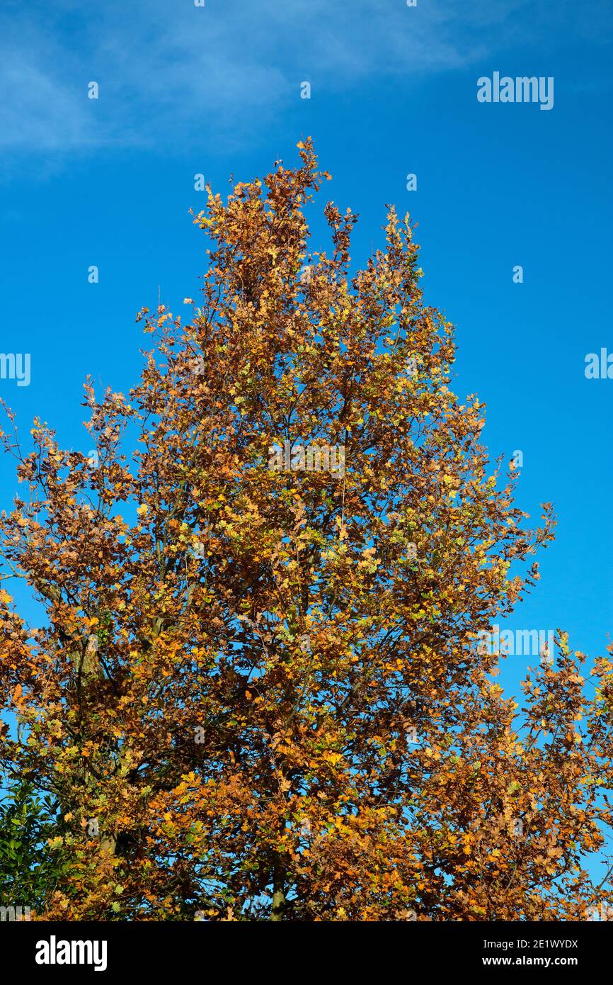 Quercus oak tree fall color hi-res stock photography and images - Alamy