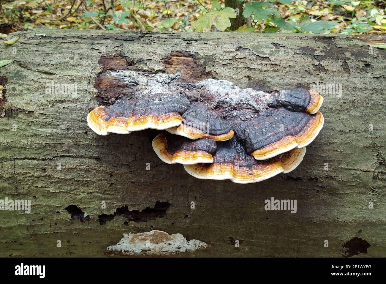 Red-belted conk (Fomitopsis pinicola) on fallen trunk Stock Photo - Alamy
