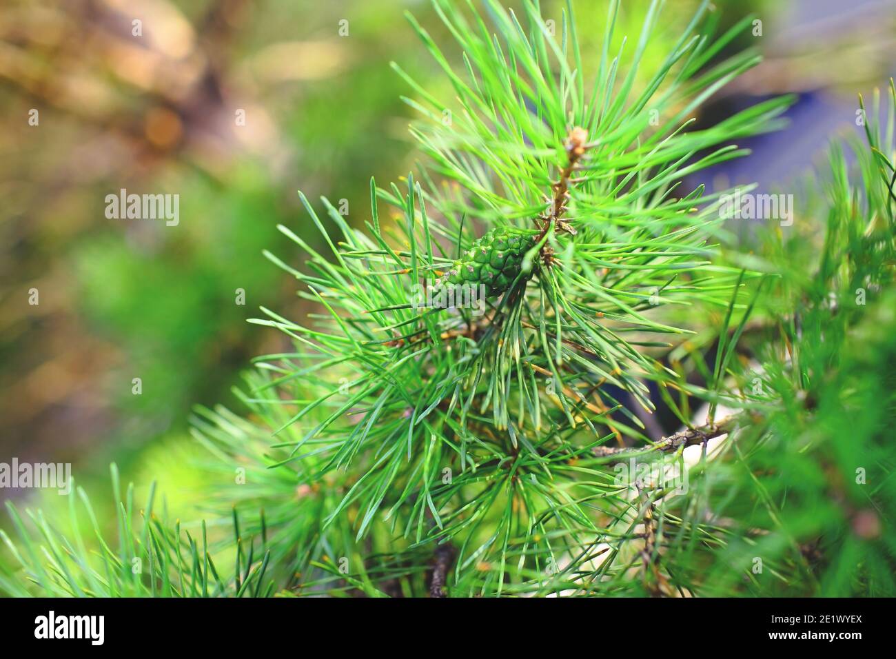 Green pine color hi-res stock photography and images - Alamy