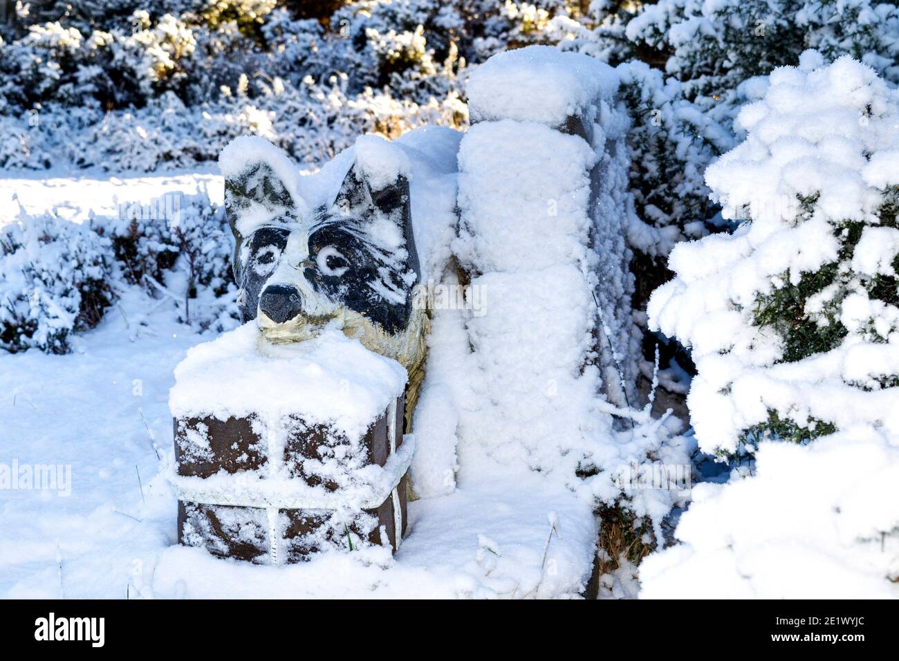 DAVA WAY OR TRAIL MORAY SCOTLAND SNOW COVERED HEAD OF WOODEN SCULPTURE ...