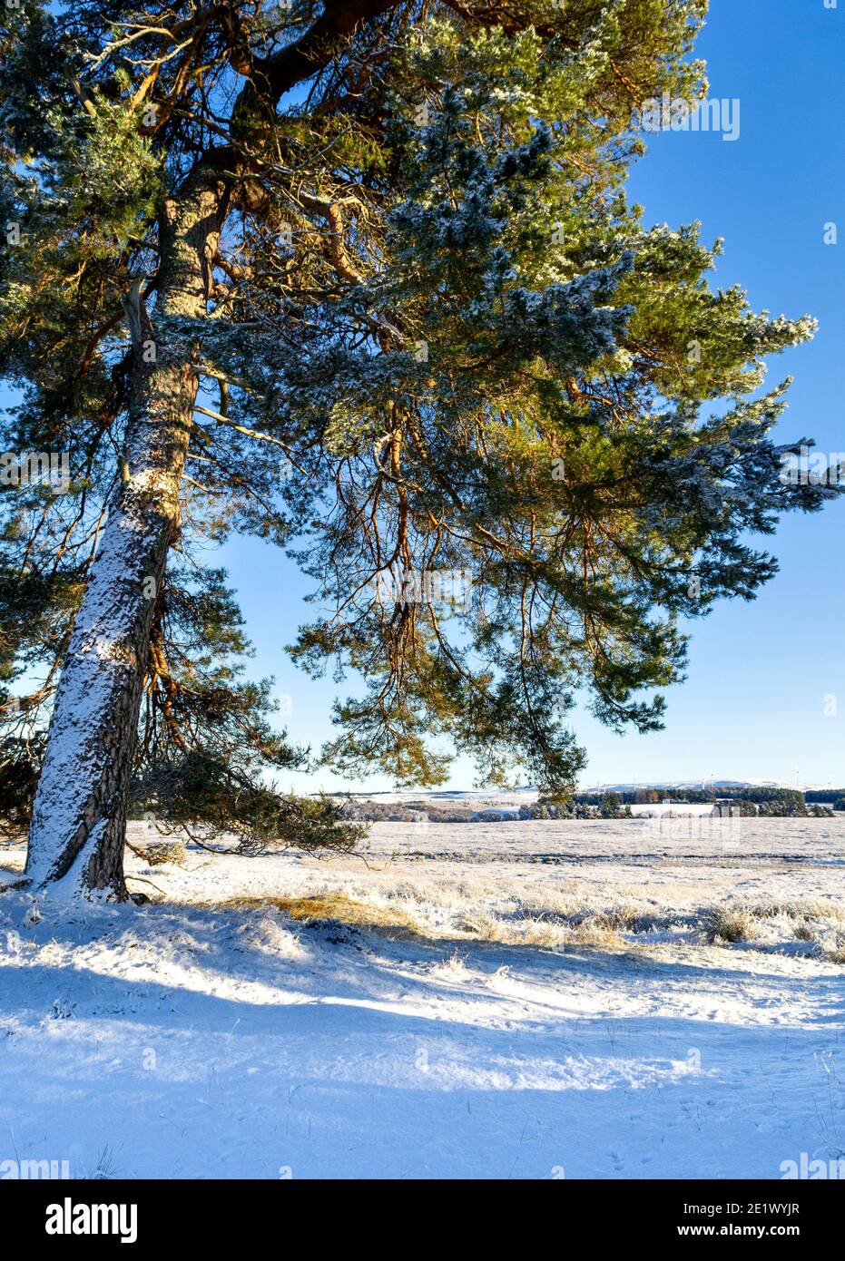 DAVA WAY OR TRAIL MORAY SCOTLAND SNOW COVERED MOOR AND A SCOTS PINE ...