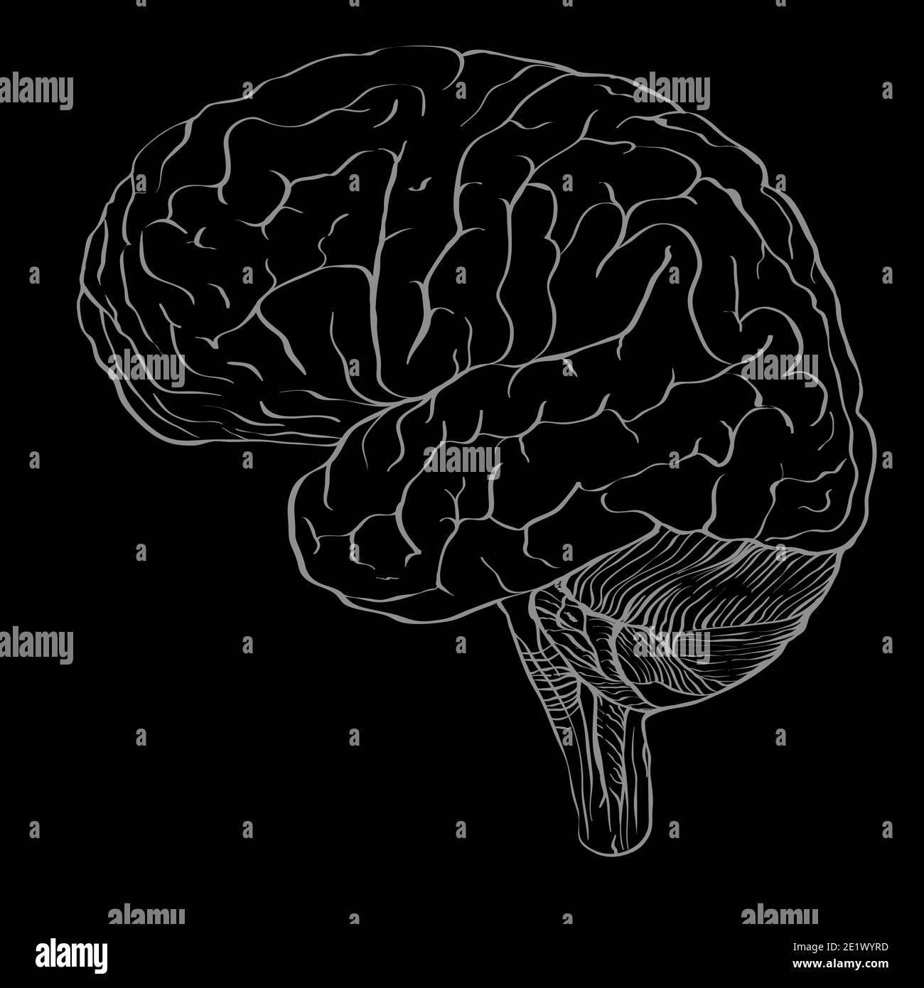 Profile of brain drawn in outline drawing style as the blank for your ...