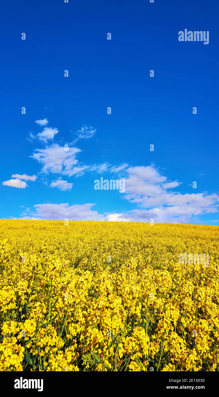 Yellow rapeseed field under blue sky with white clouds Stock Photo - Alamy