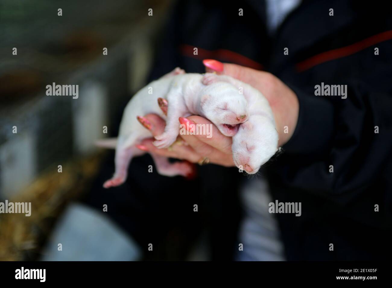 Mink farm hi-res stock photography and images - Alamy