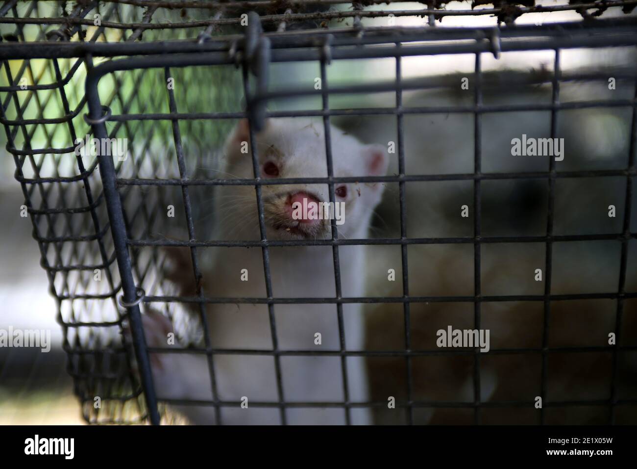 Mink Farm High Resolution Stock Photography and Images - Alamy