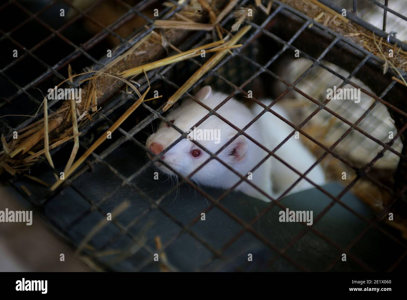 Mink farm hi-res stock photography and images - Alamy