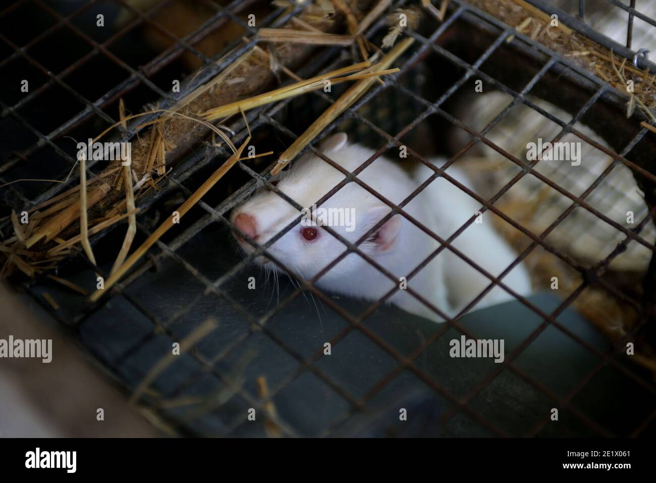 European mink cage grown on a farm for fur. Lithuania Stock Photo - Alamy