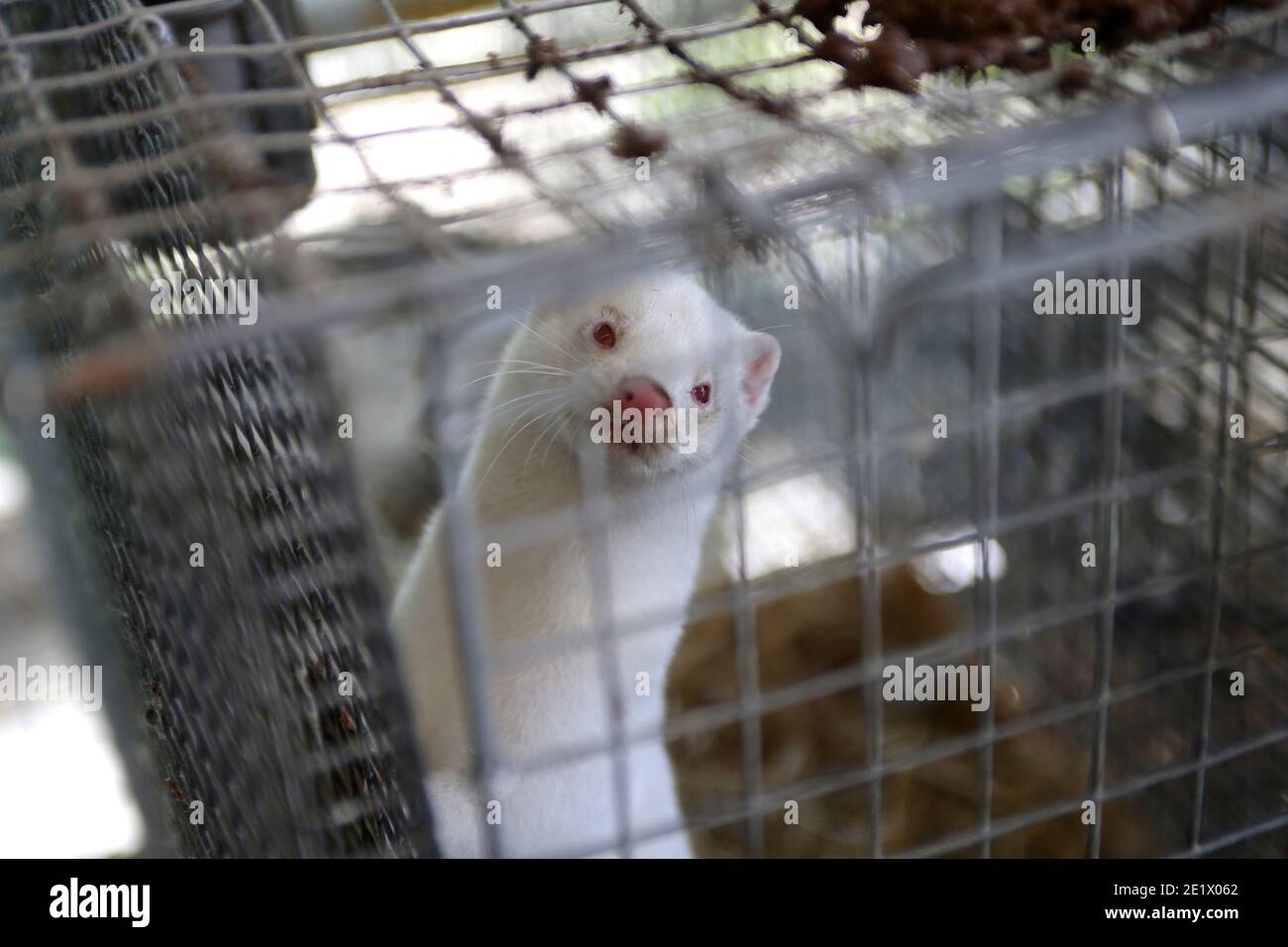 Mink cape hi-res stock photography and images - Alamy