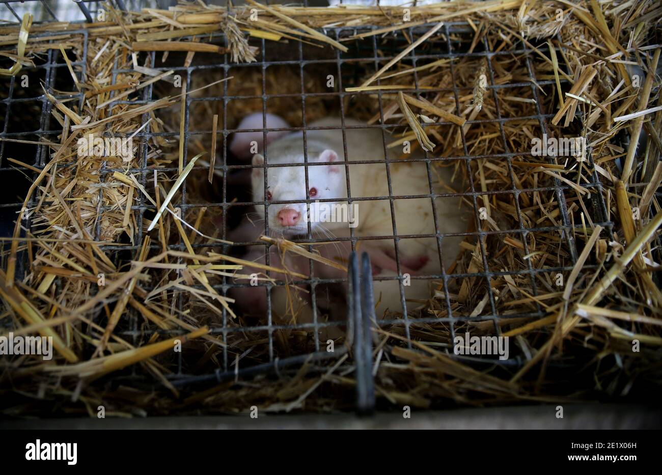 European mink cage grown on a farm for fur. Lithuania Stock Photo - Alamy