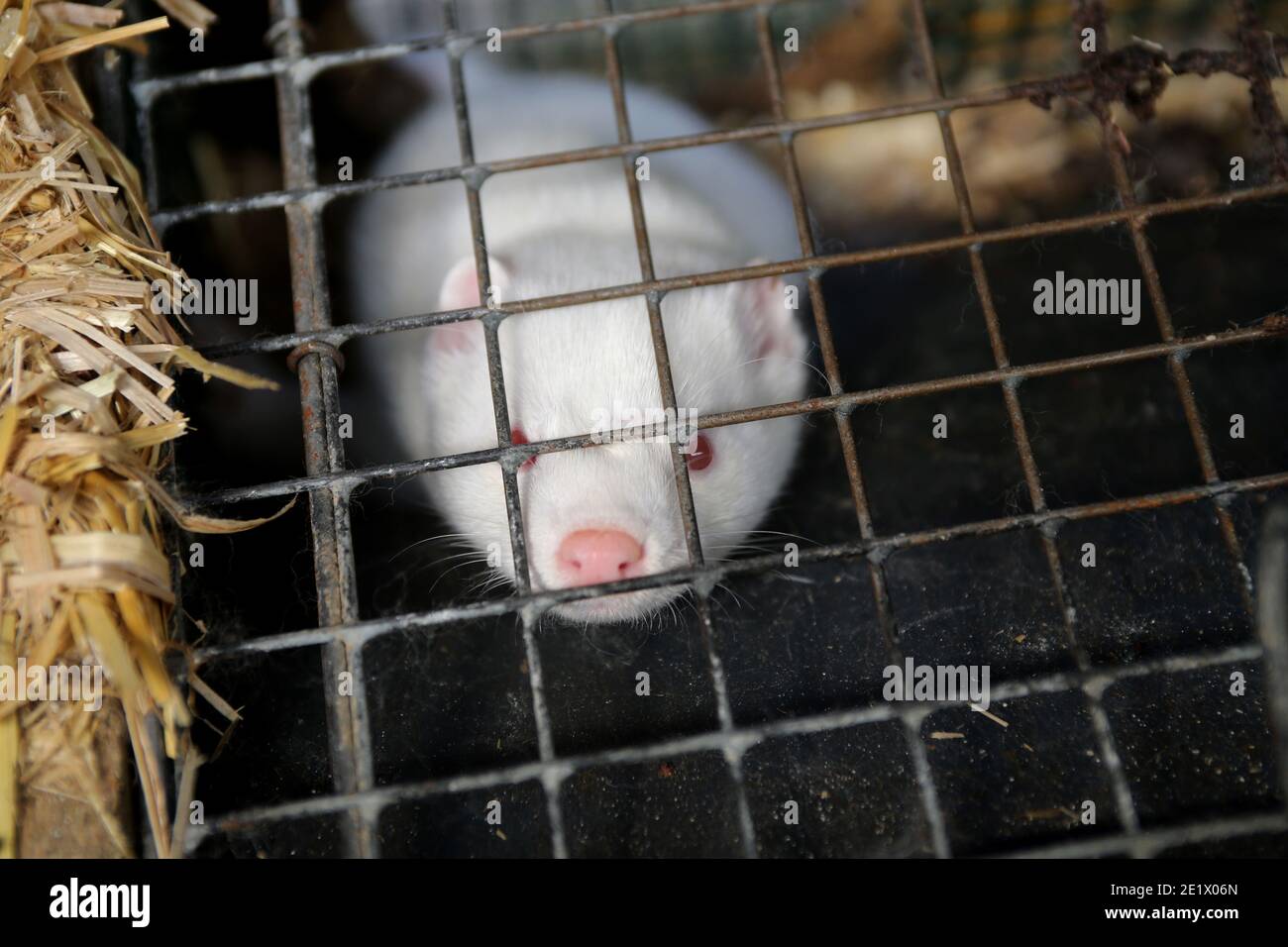 Mink farm hi-res stock photography and images - Alamy