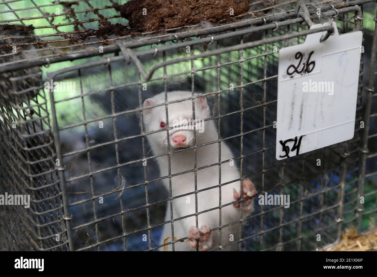 Mink cape hi-res stock photography and images - Alamy