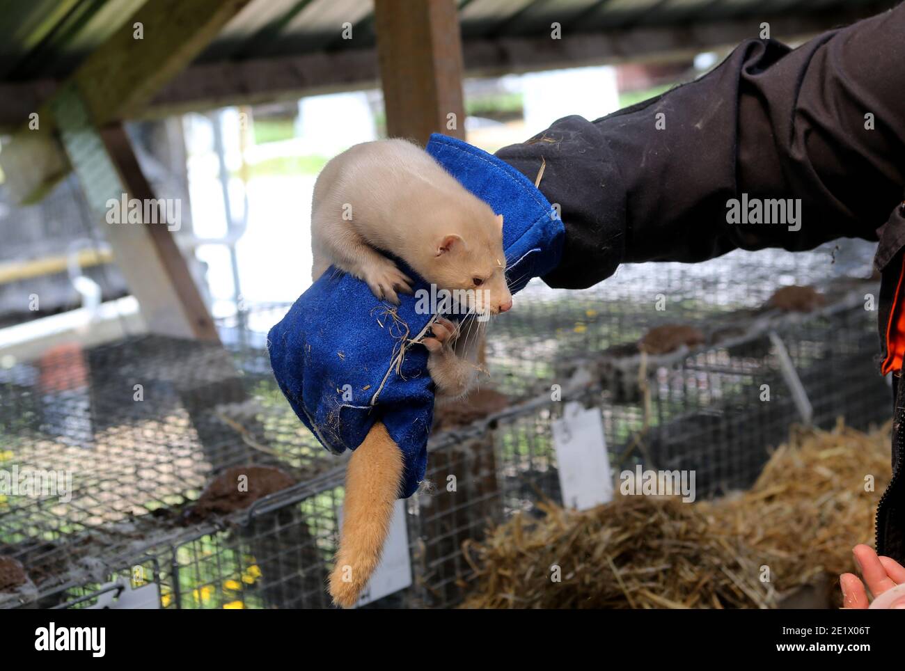 European mink cage grown on a farm for fur. Lithuania Stock Photo - Alamy
