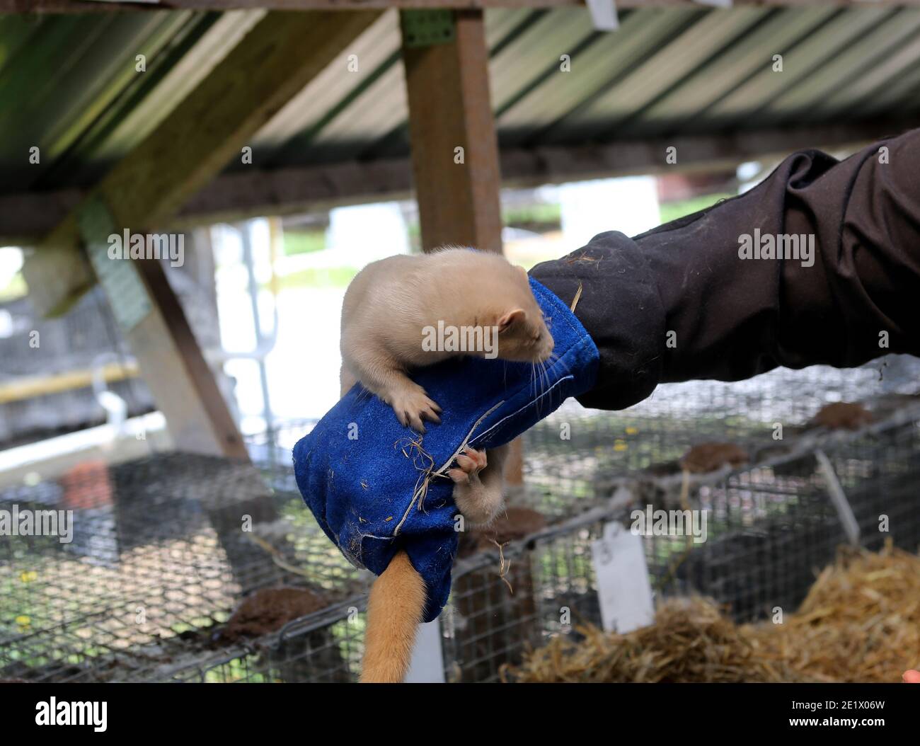 European mink cage hi-res stock photography and images - Alamy
