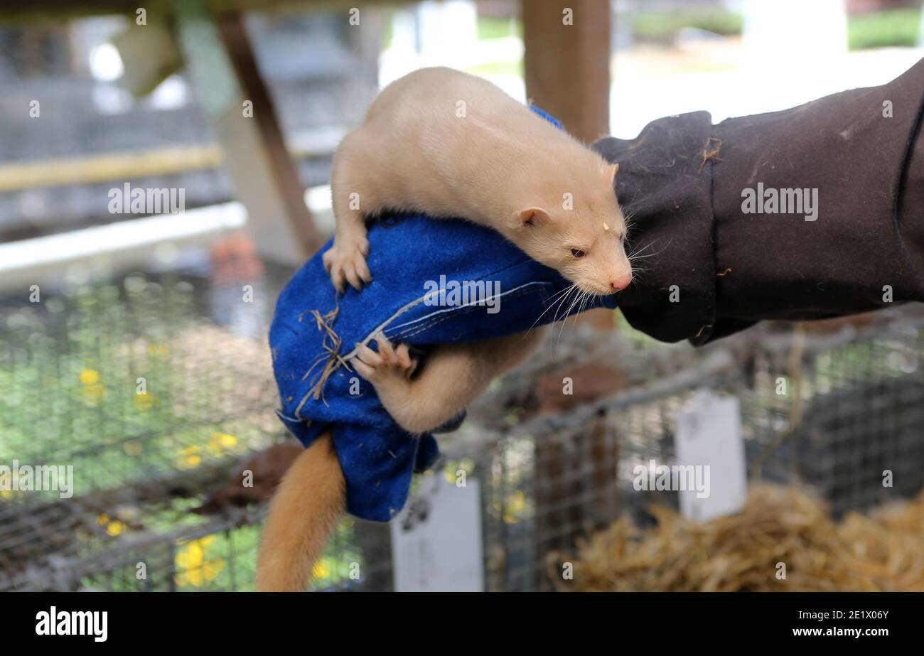 European mink cage grown on a farm for fur. Lithuania Stock Photo - Alamy