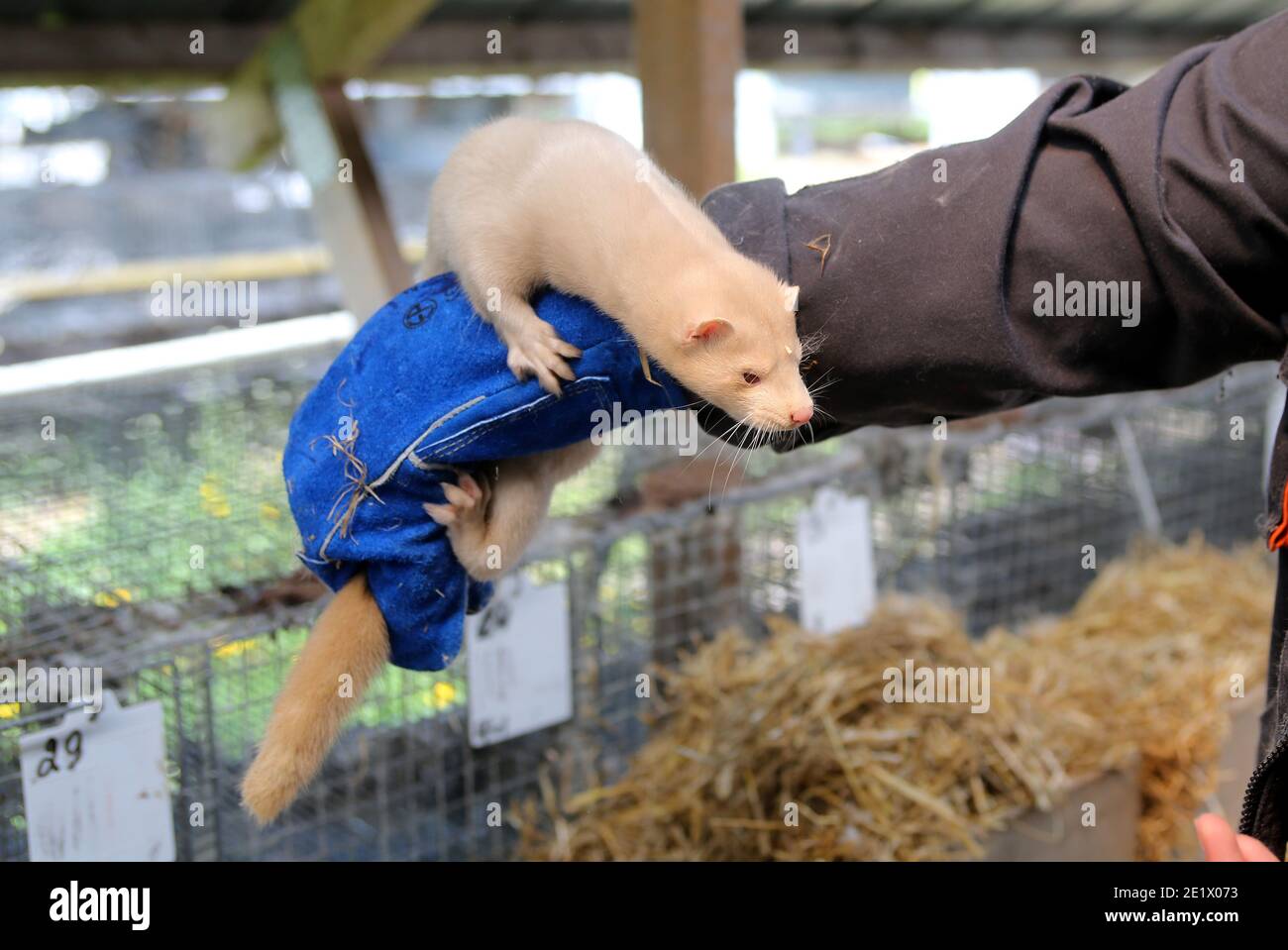 European mink cage grown on a farm for fur. Lithuania Stock Photo - Alamy