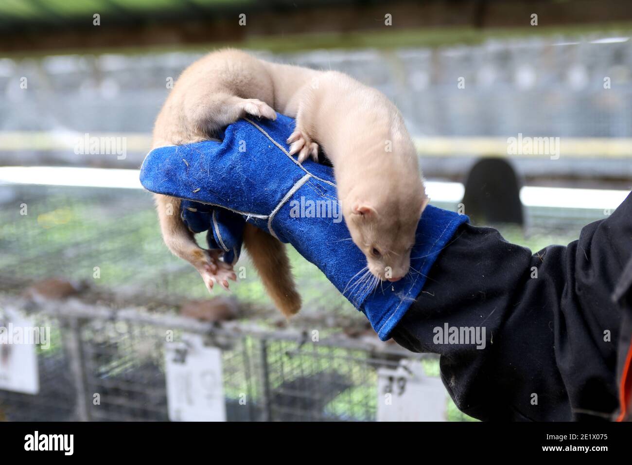 European mink cage grown on a farm for fur. Lithuania Stock Photo - Alamy