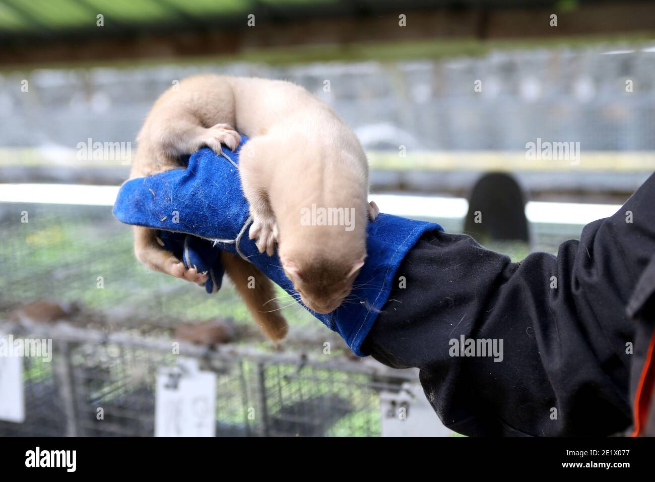 European mink cage grown on a farm for fur. Lithuania Stock Photo - Alamy