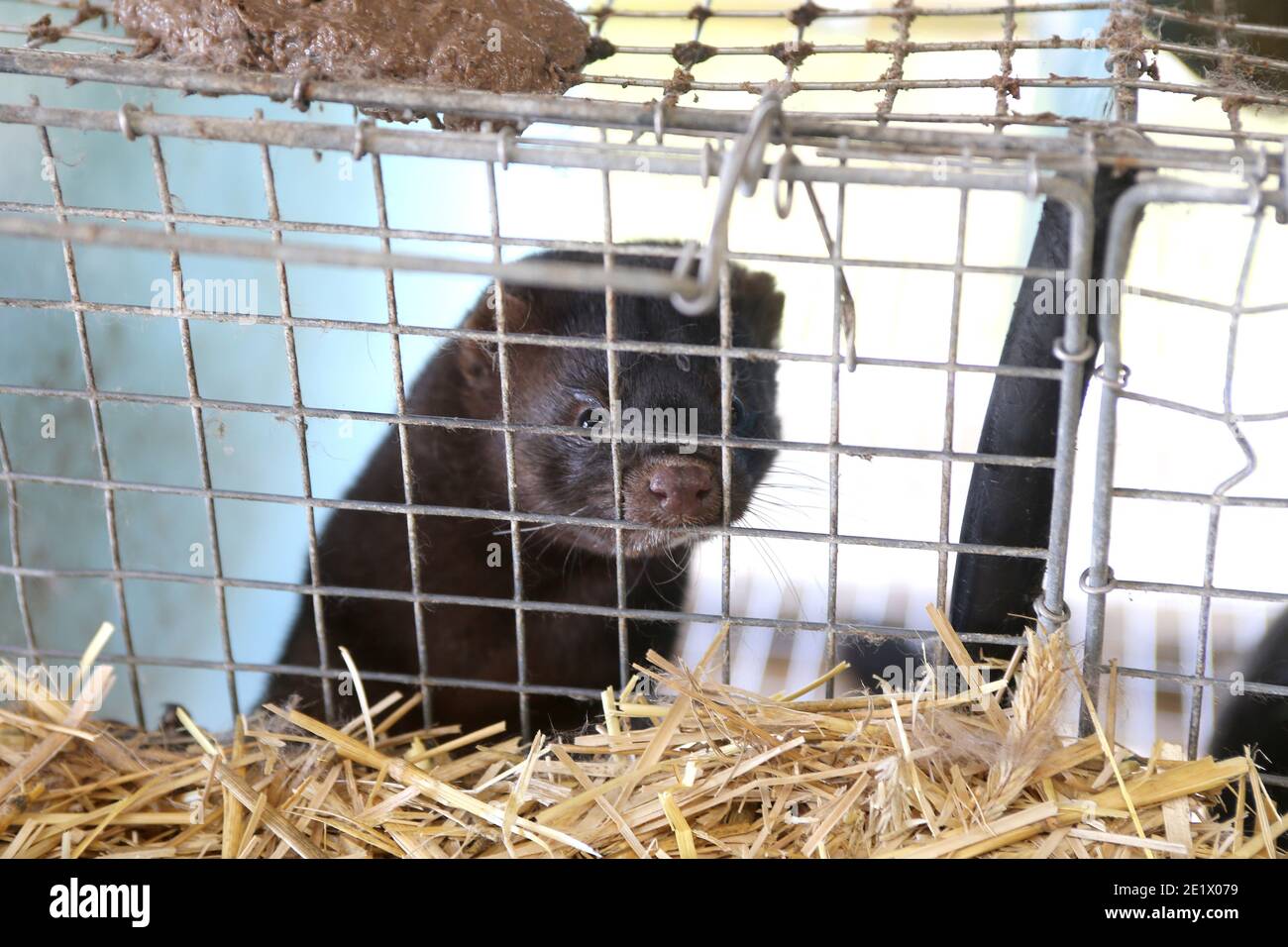 European mink cage grown on a farm for fur. Lithuania Stock Photo - Alamy