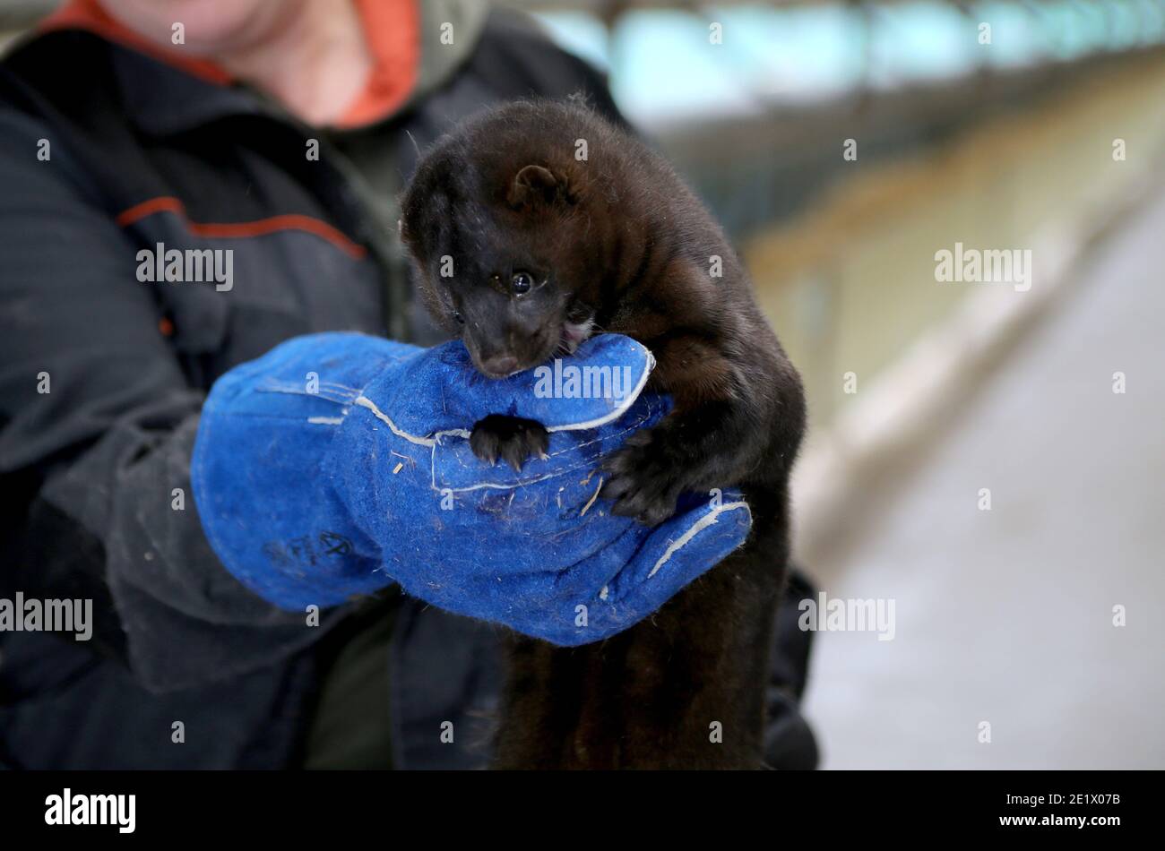 Mink cape hi-res stock photography and images - Alamy
