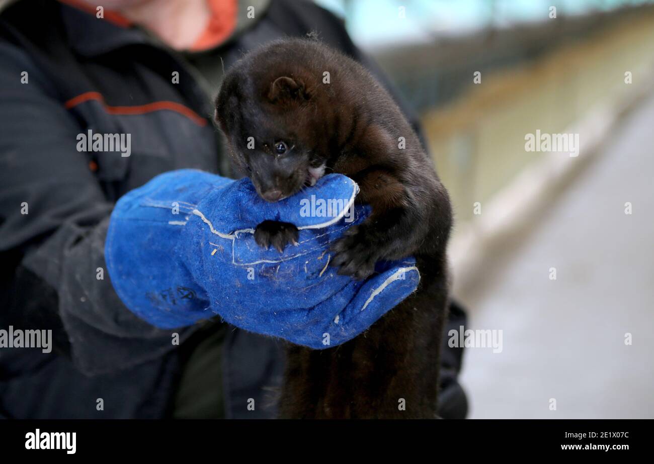European mink cage grown on a farm for fur. Lithuania Stock Photo - Alamy