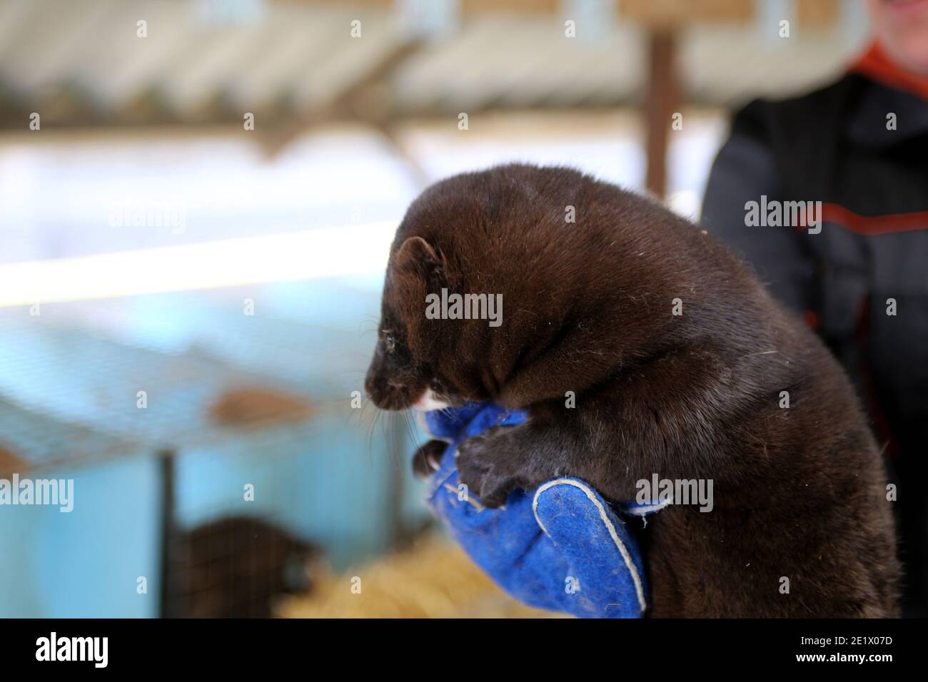 European mink cage hi-res stock photography and images - Alamy