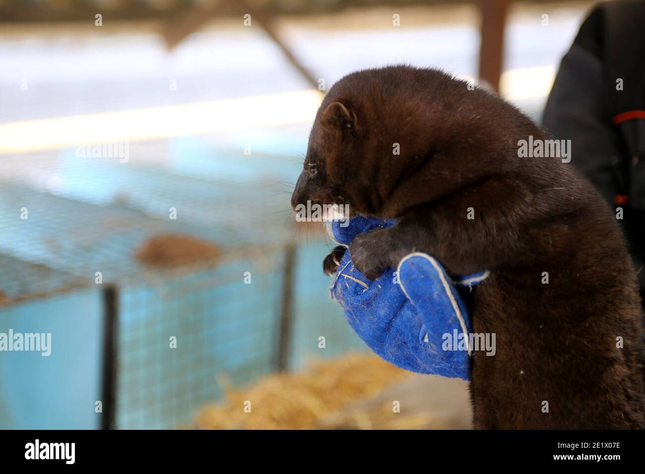 European mink cage hi-res stock photography and images - Alamy