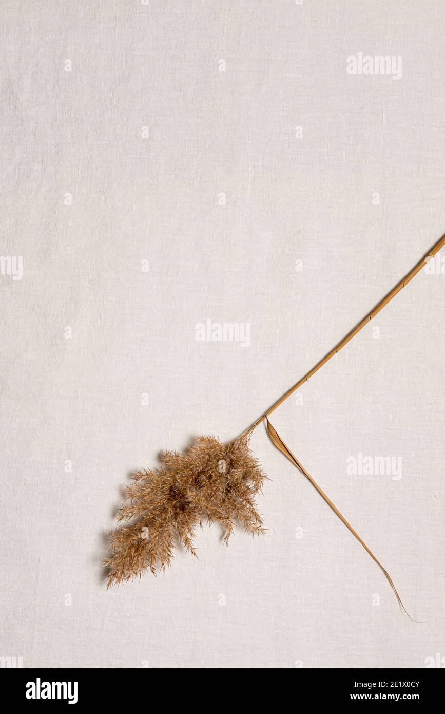 One natural dried reed flower on textured white linen textile material ...