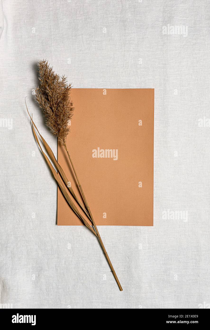 Camel colored blank paper sheet and one natural dried reed flower on ...