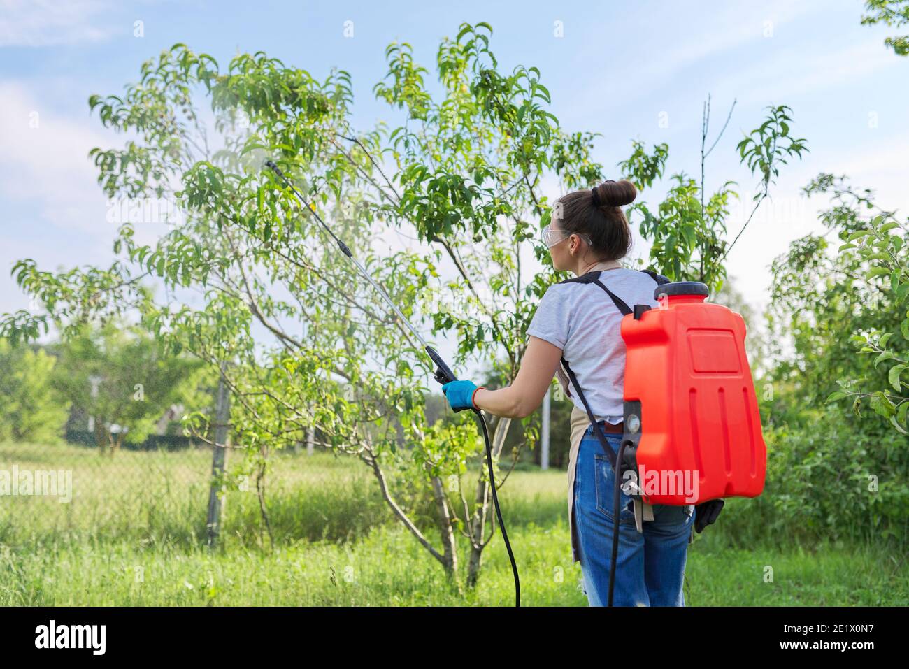 Woman gardener spraying peach trees in a spring orchard Stock Photo - Alamy