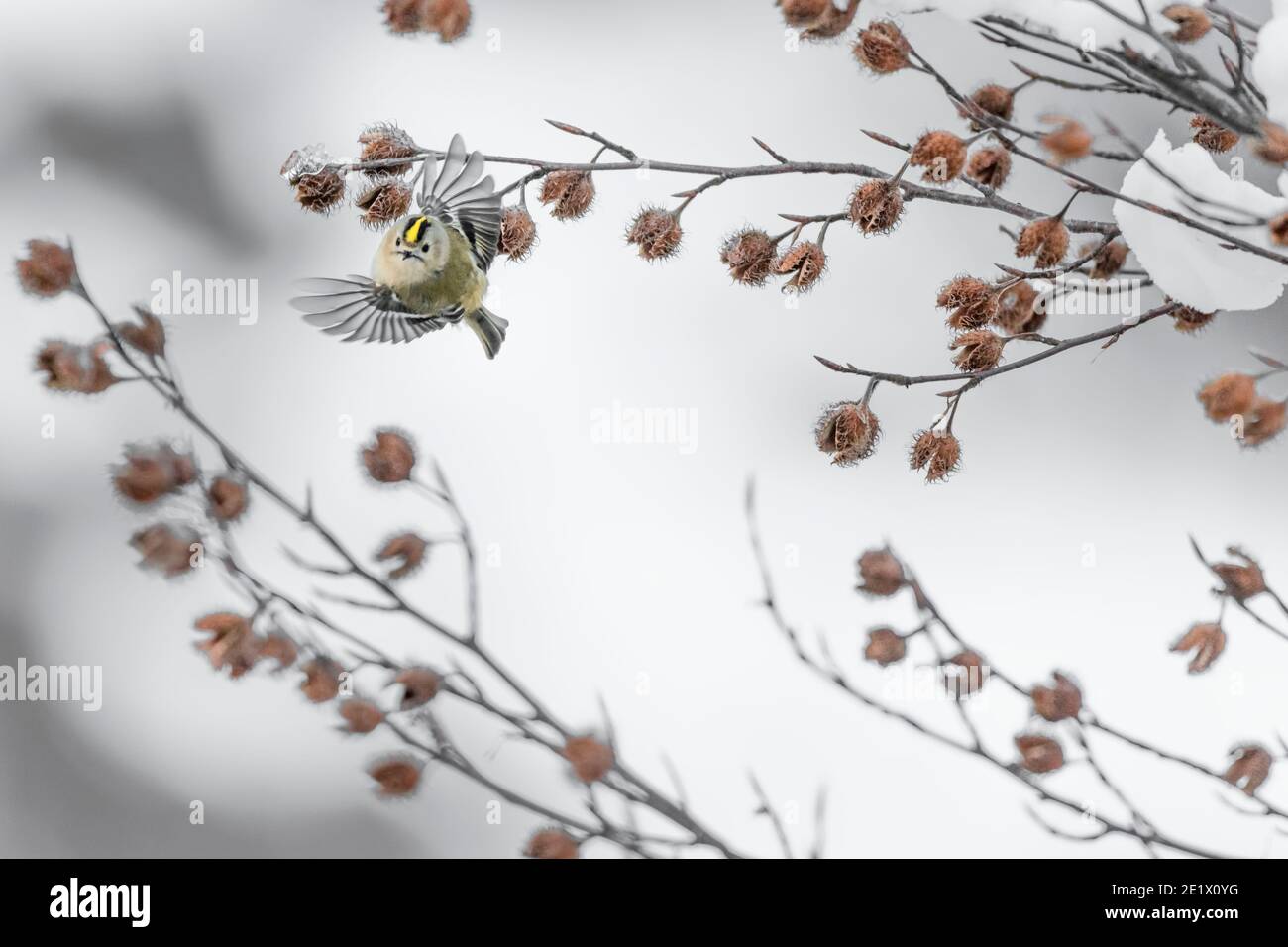 Gold crest female in flight (Regulus regulus Stock Photo - Alamy