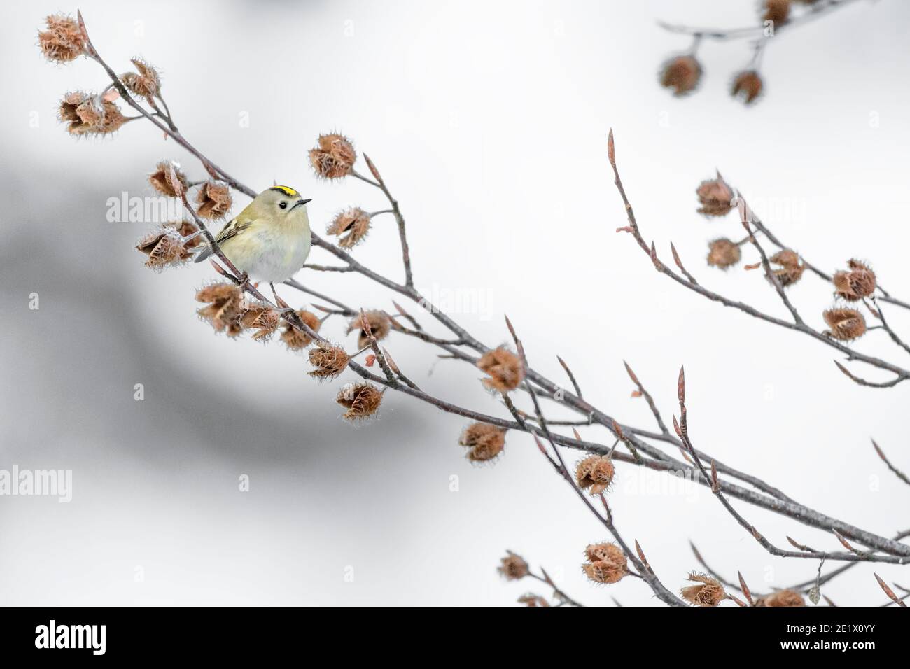 Gold crest in tree hi-res stock photography and images - Alamy