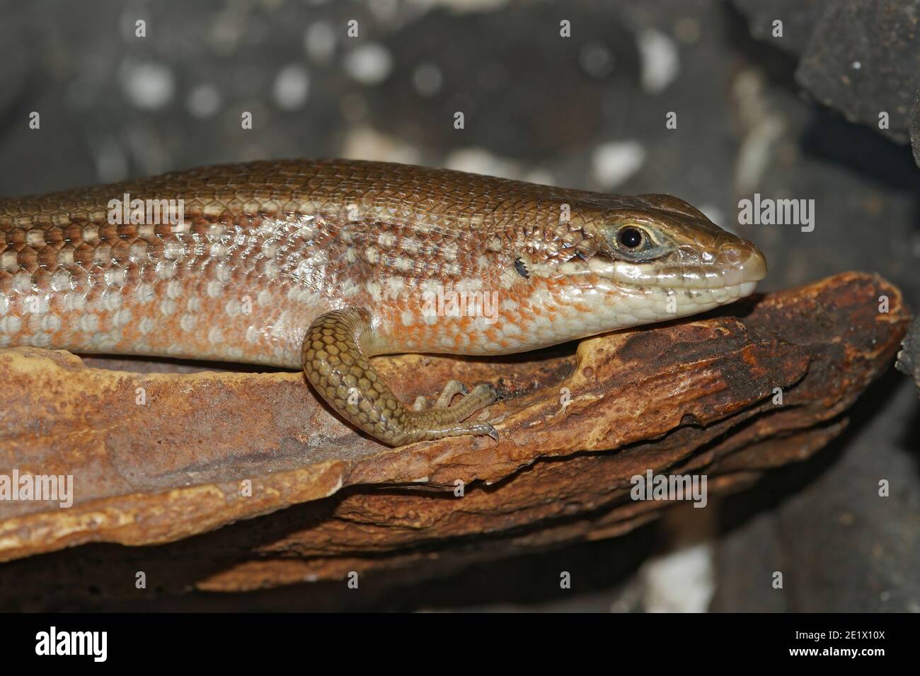 This species, Trachylepis perrotetii, has quite some common names ...