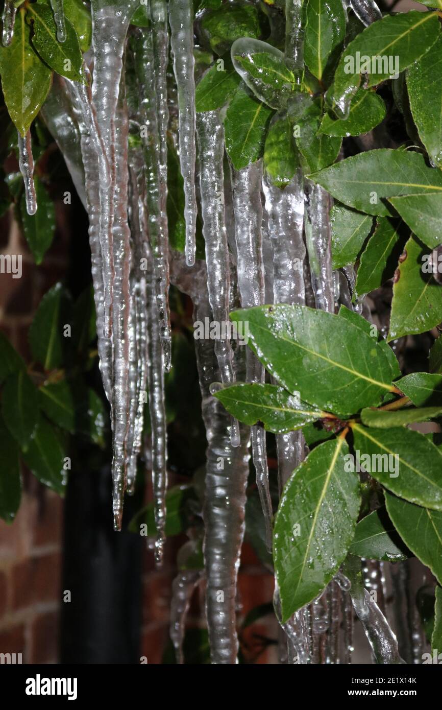 Icicles hanging from leaves hi-res stock photography and images - Alamy
