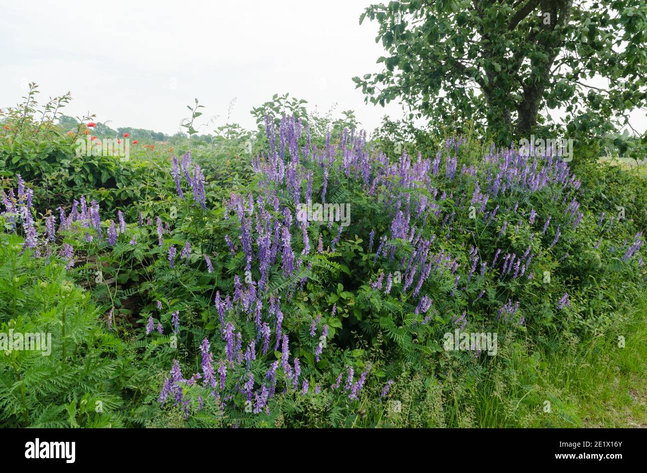 Blossom blue viches flowers in a greenery Stock Photo - Alamy