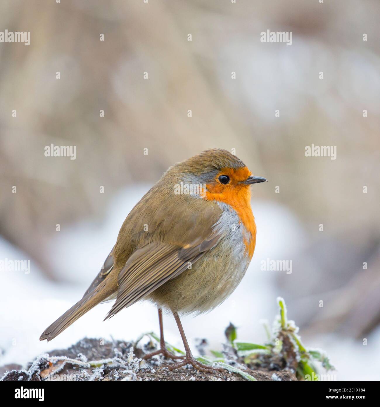 January uk frost robin hi-res stock photography and images - Alamy