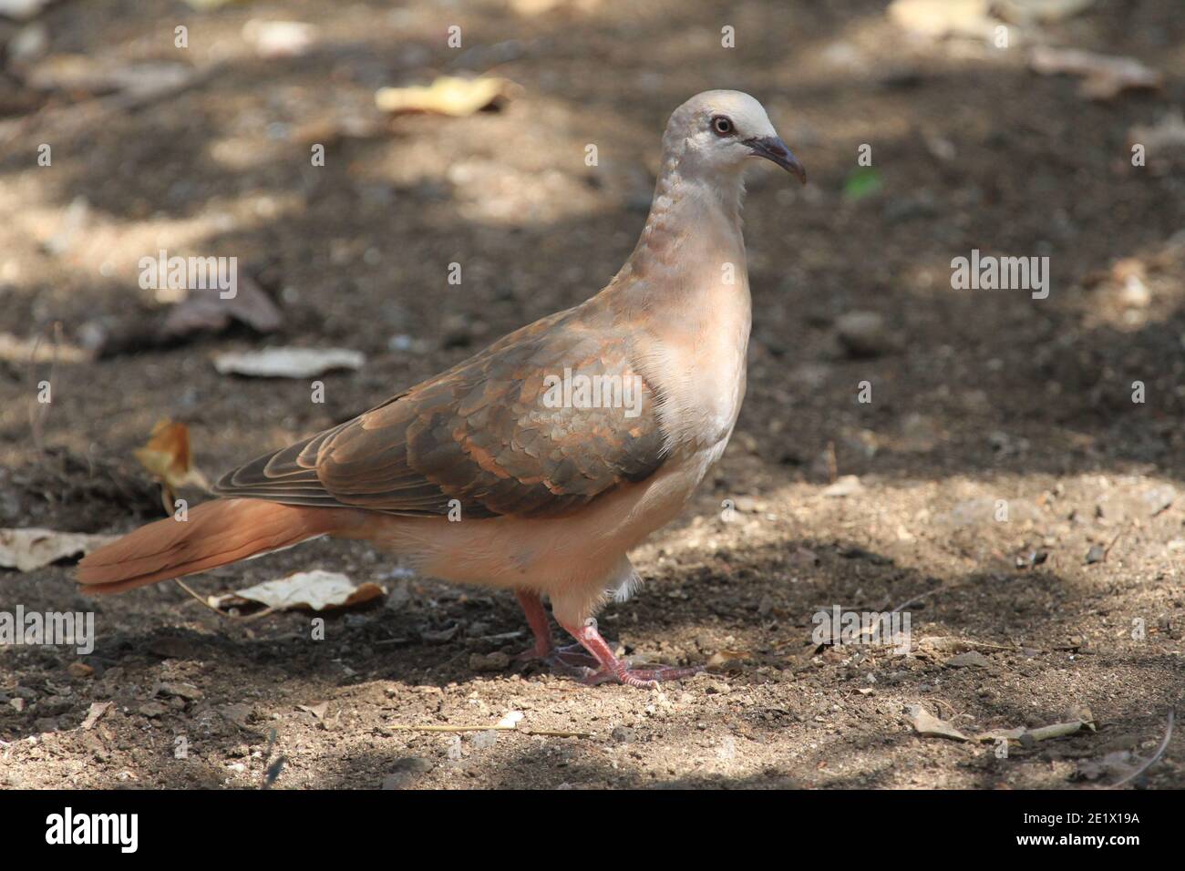 Endemic to mauritius hi-res stock photography and images - Alamy