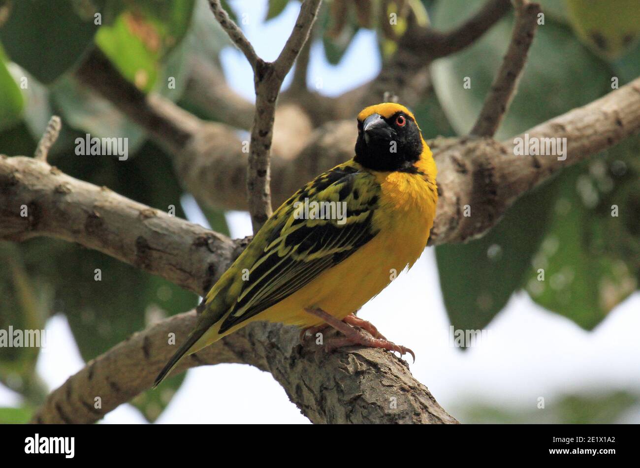 Bird life in Mauritius Stock Photo - Alamy