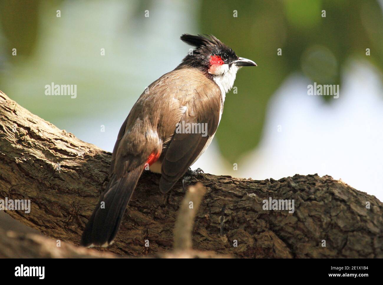 Bird life in Mauritius Stock Photo - Alamy