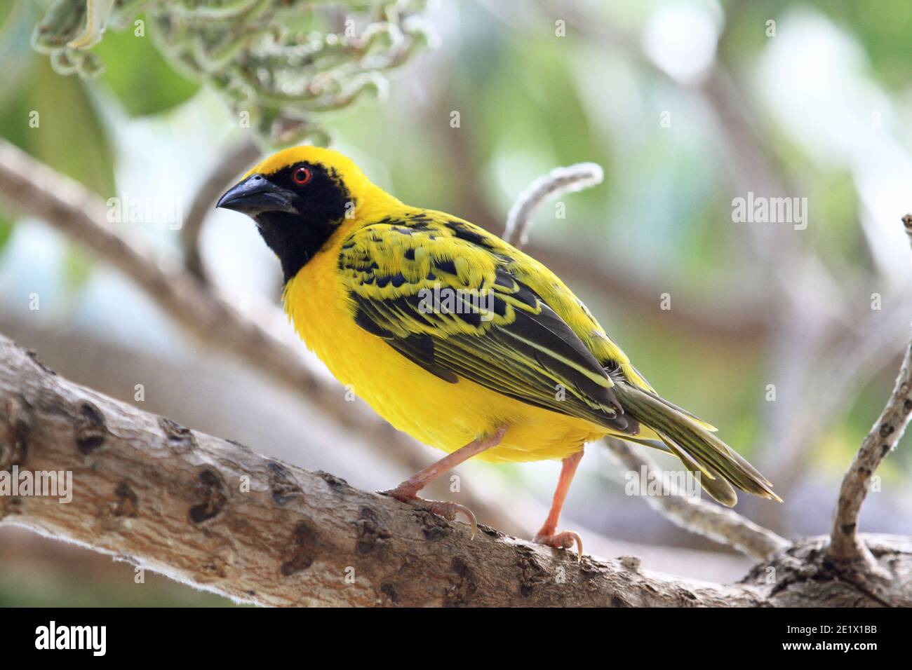 Bird life in Mauritius Stock Photo - Alamy