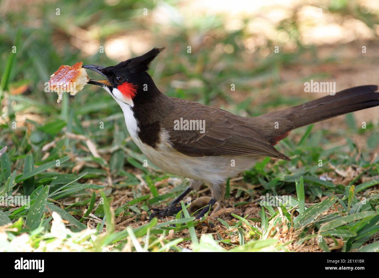 Bird life in Mauritius Stock Photo - Alamy