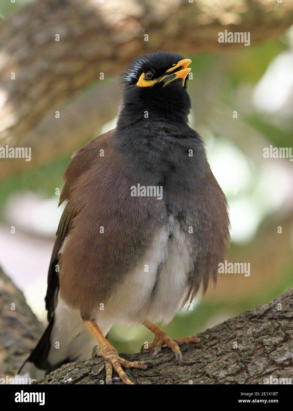 Bird life in Mauritius Stock Photo - Alamy