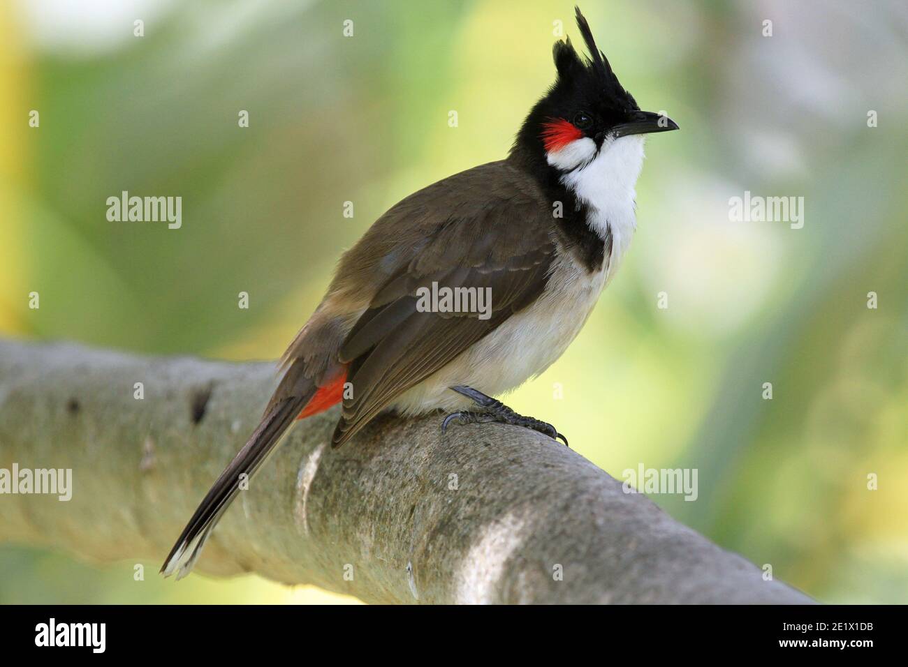 Bird life in Mauritius Stock Photo - Alamy