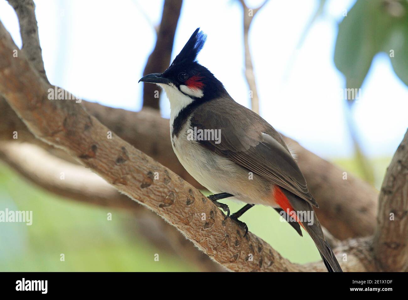 Bird life in Mauritius Stock Photo - Alamy