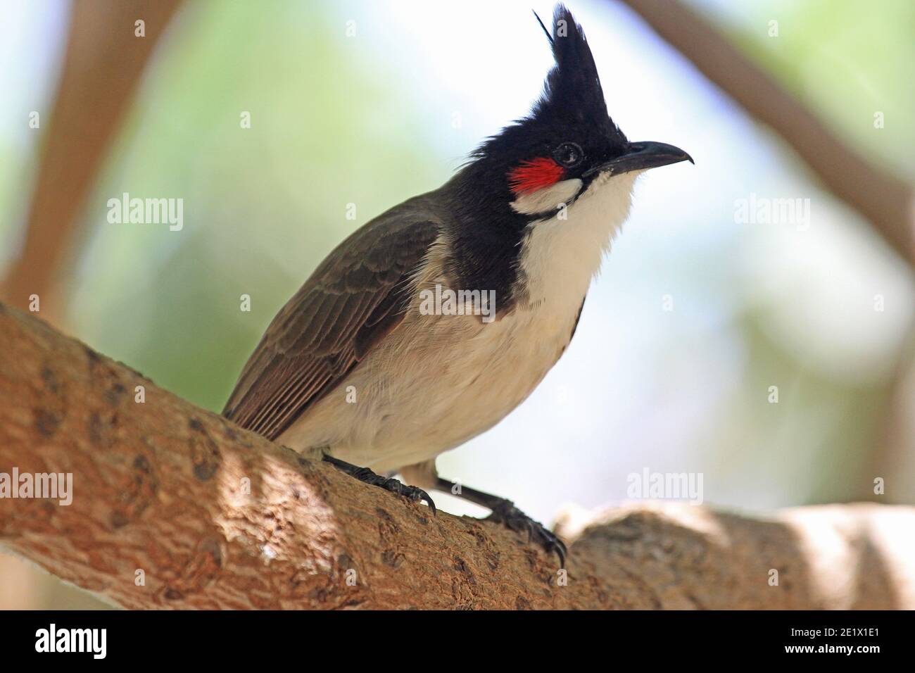 Bird life in Mauritius Stock Photo - Alamy