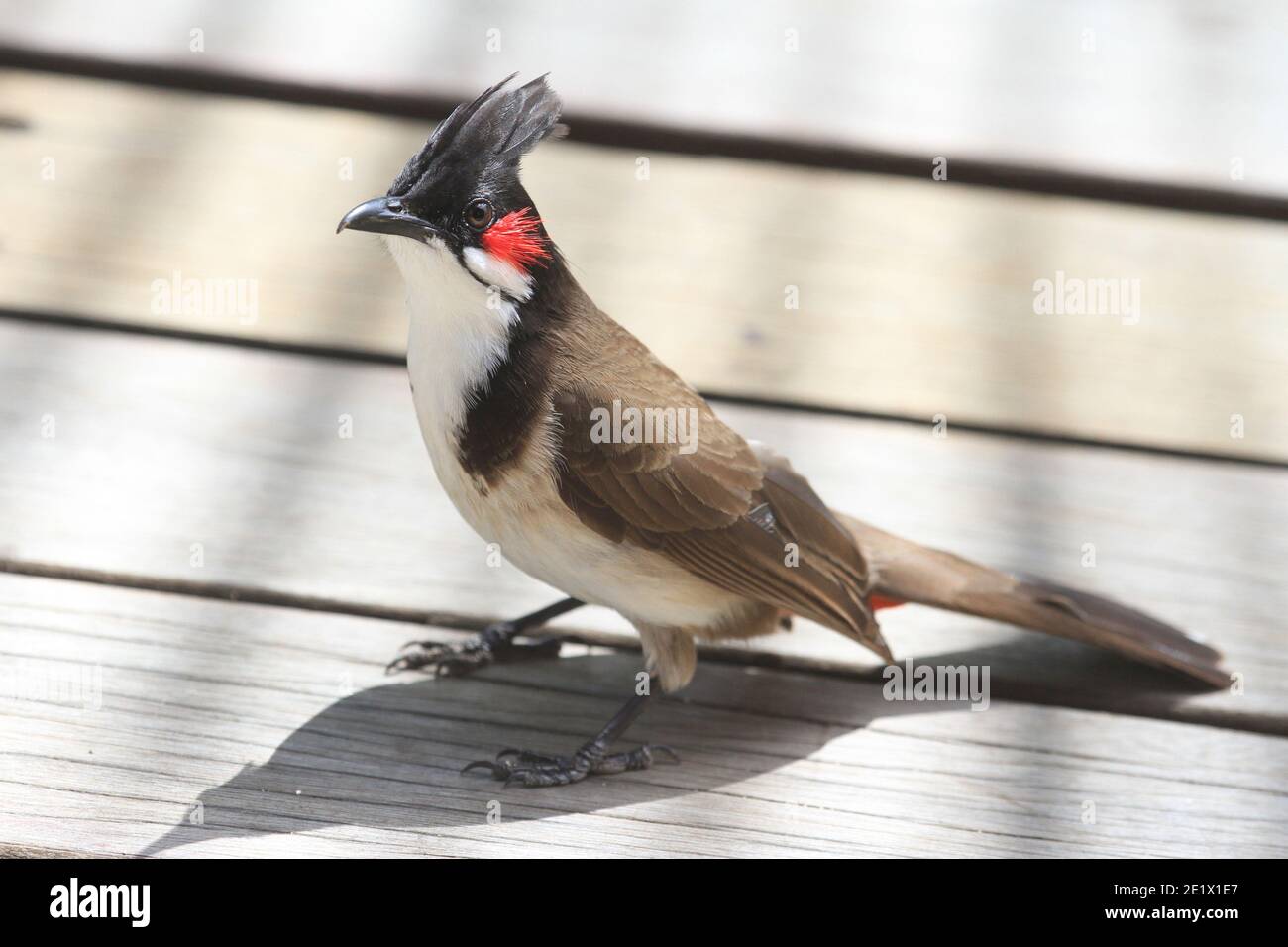 Bird life in Mauritius Stock Photo - Alamy
