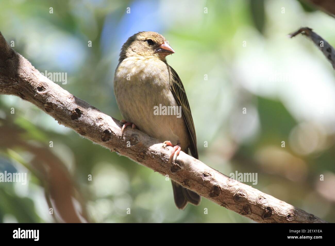 Bird life in Mauritius Stock Photo - Alamy