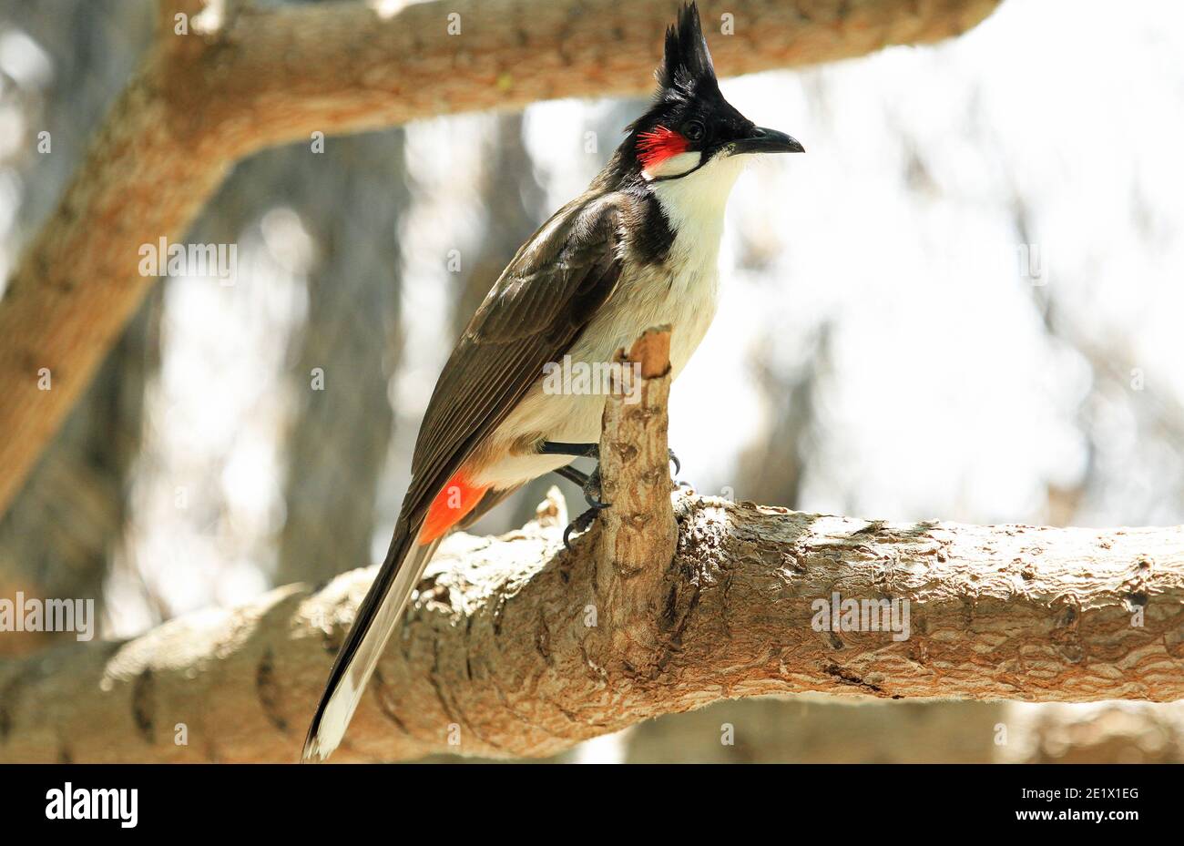 Bird life in Mauritius Stock Photo - Alamy